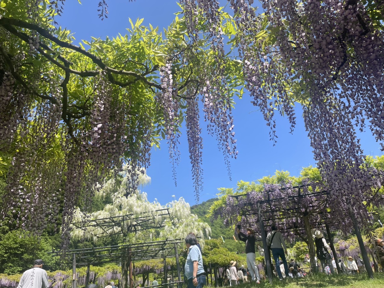 藤の花 - 株式会社オネストワーク